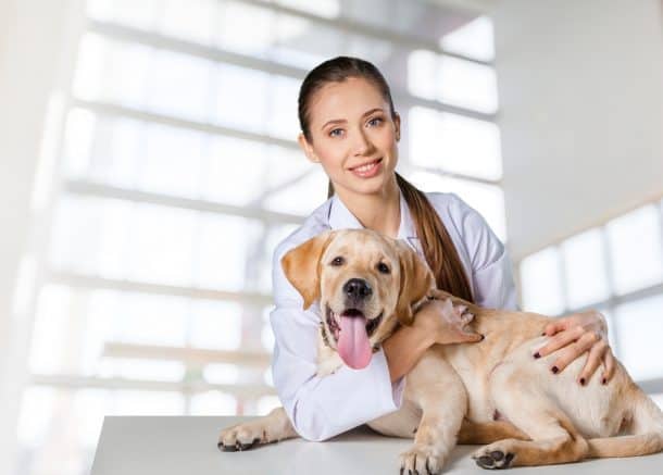 Prescription Dog Food 101: Is It Best for your Pet?
