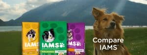Iams Dog Food Review 2022: The Best Budget Pet Nutrition?