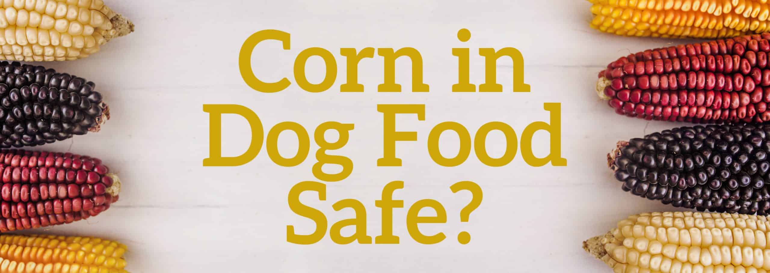 Corn in Dog Food 2022: Should You Avoid It?