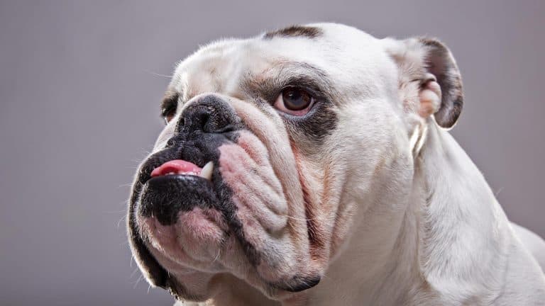 4 Best Foods to Feed Your Adult and Puppy Bulldogs