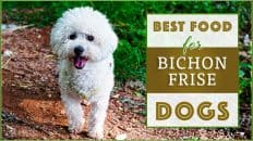 10 Healthiest & Best Dog Food for Bichon Frise in 2022 Revealed!