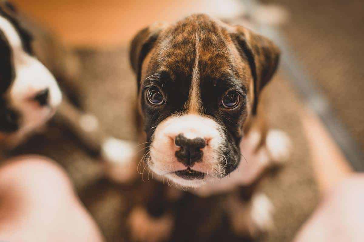 The Top 10 Healthiest & Best Dog Food For Boxers in 2022