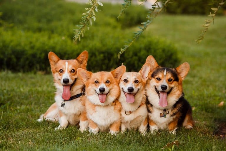 Best Dog Food for Corgis: Top Puppy & Adult Recommendations For 2022