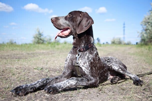 10 Best Dog Food for German Shorthaired Pointers in 2022