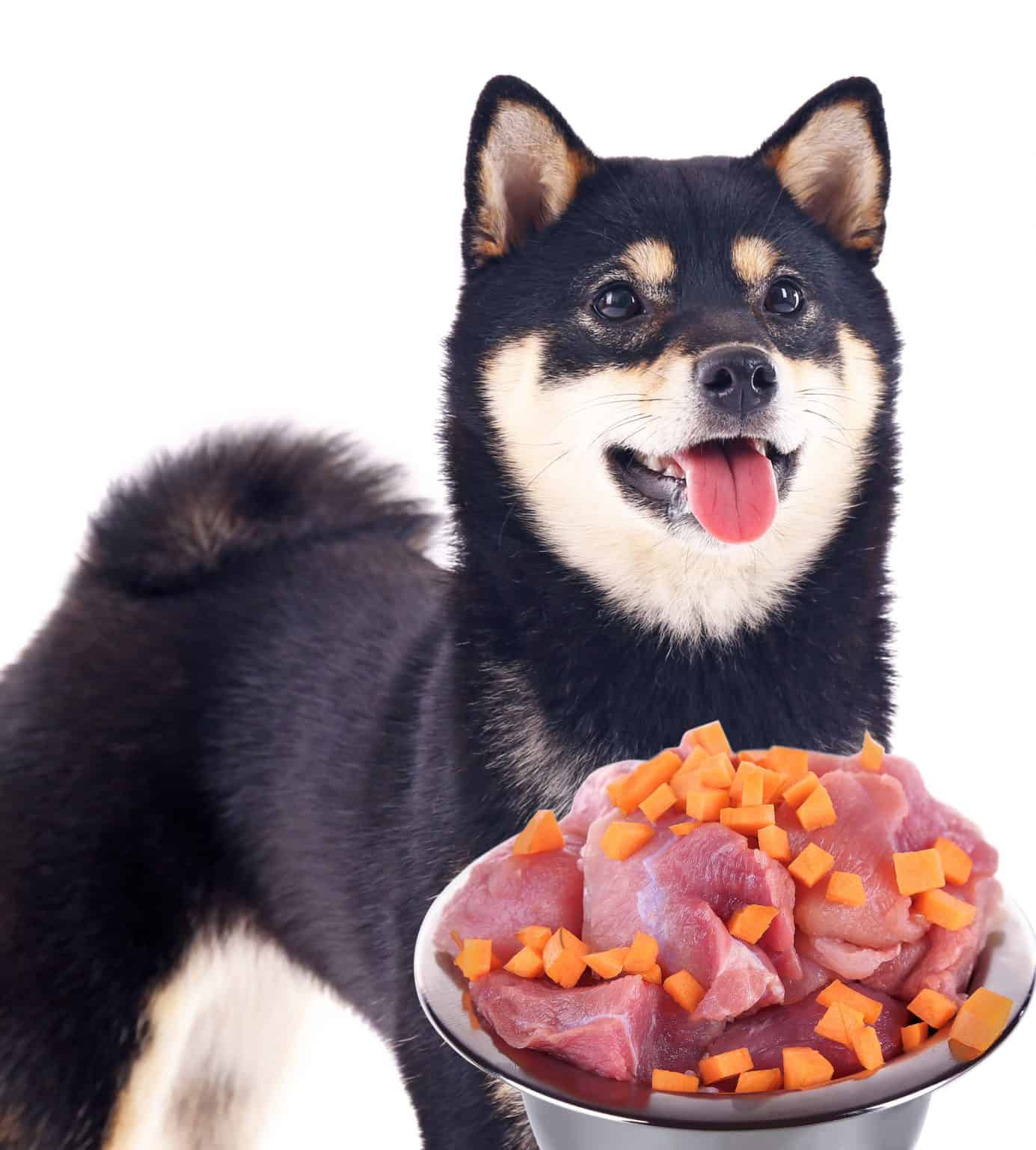 10 Healthiest & Best Dog Food for Shiba Inu in 2022 Revealed!