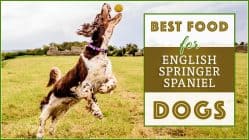 10 Best Dog Food For English Springer Spaniel in 2022 Revealed!