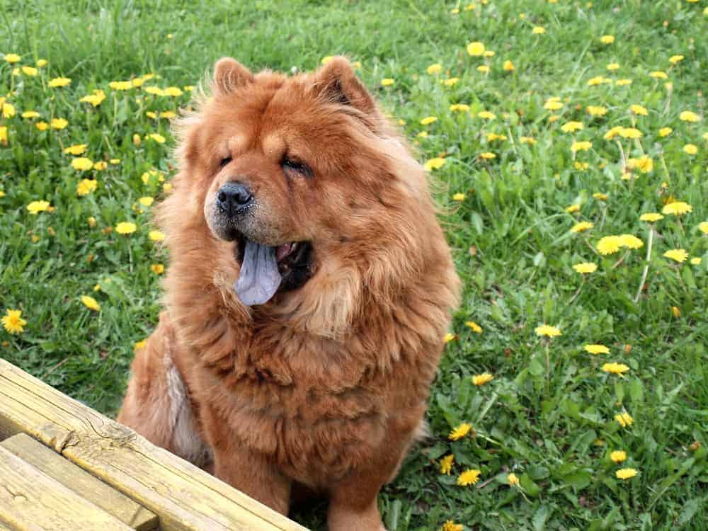 10 Healthiest & Best Dog Food For Chow Chow in 2022 Revealed!