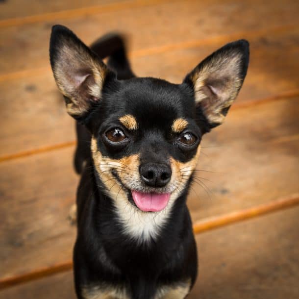 Best Dog Food for Miniature Pinscher in 2022: Top 10 Brands Revealed!