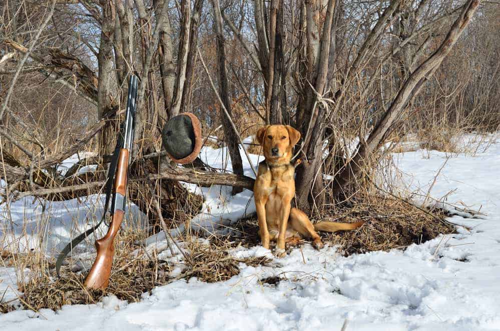 10 Healthiest & Best Dog Food For Hunting Dogs 2022 Revealed!