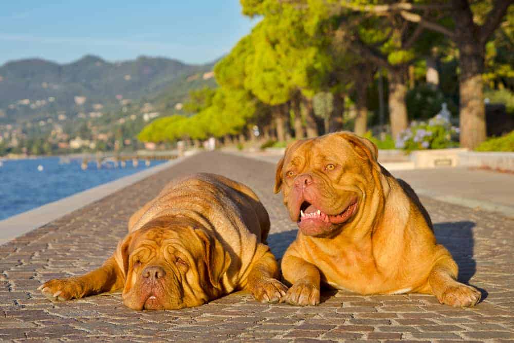 Healthiest & Best Dog Food For Dogue De Bordeaux For 2022