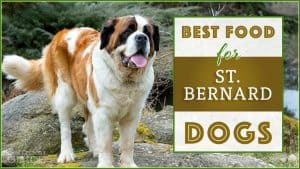 10 Healthiest & Best Dog Food For Saint Bernard in 2022