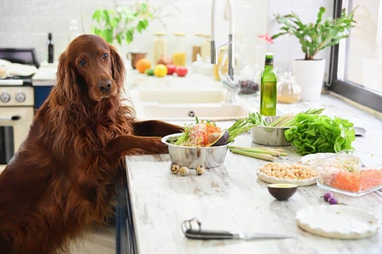 7 Healthiest & Best High Fiber Dog Food In 2022 Revealed!