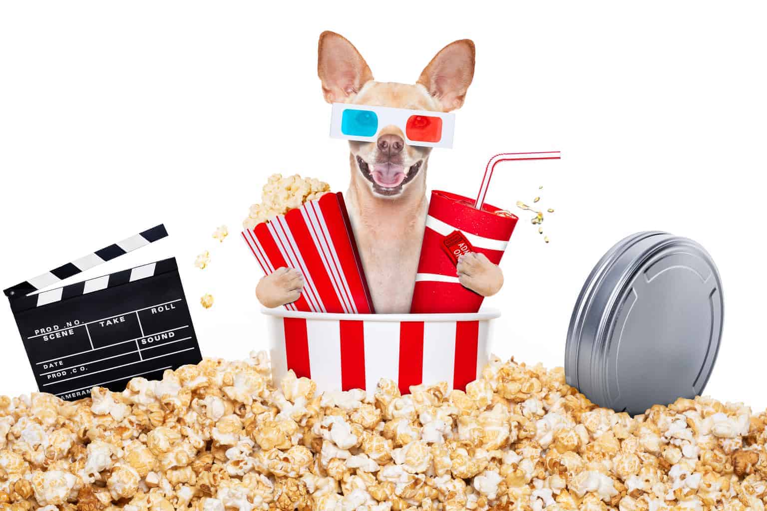Can Dogs Eat Popcorn? 3 Major Possible Risks Revealed Here!
