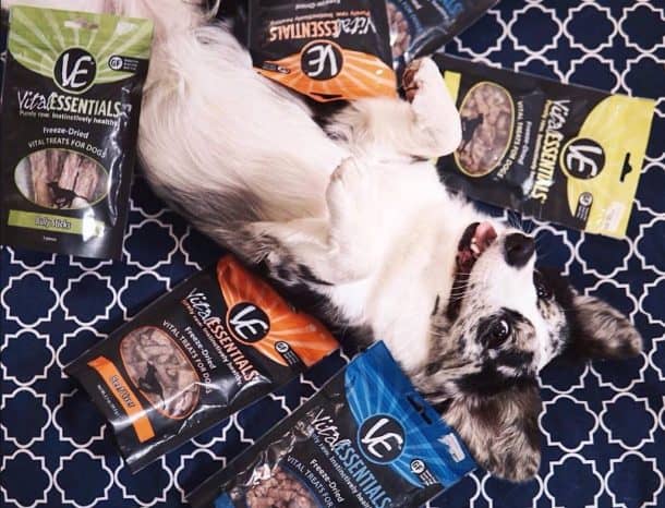 Vital Essentials Dog Food Review 2022: Best Raw Food/Treats?