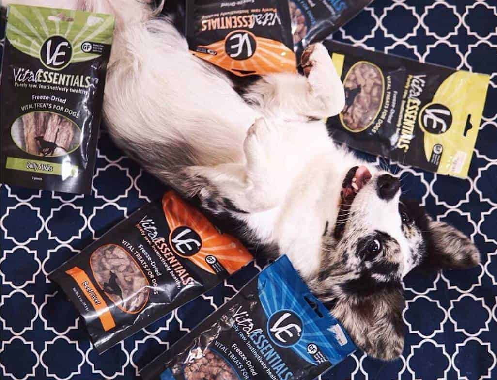 Vital Essentials Dog Food Review 2022: Best Raw Food/Treats?