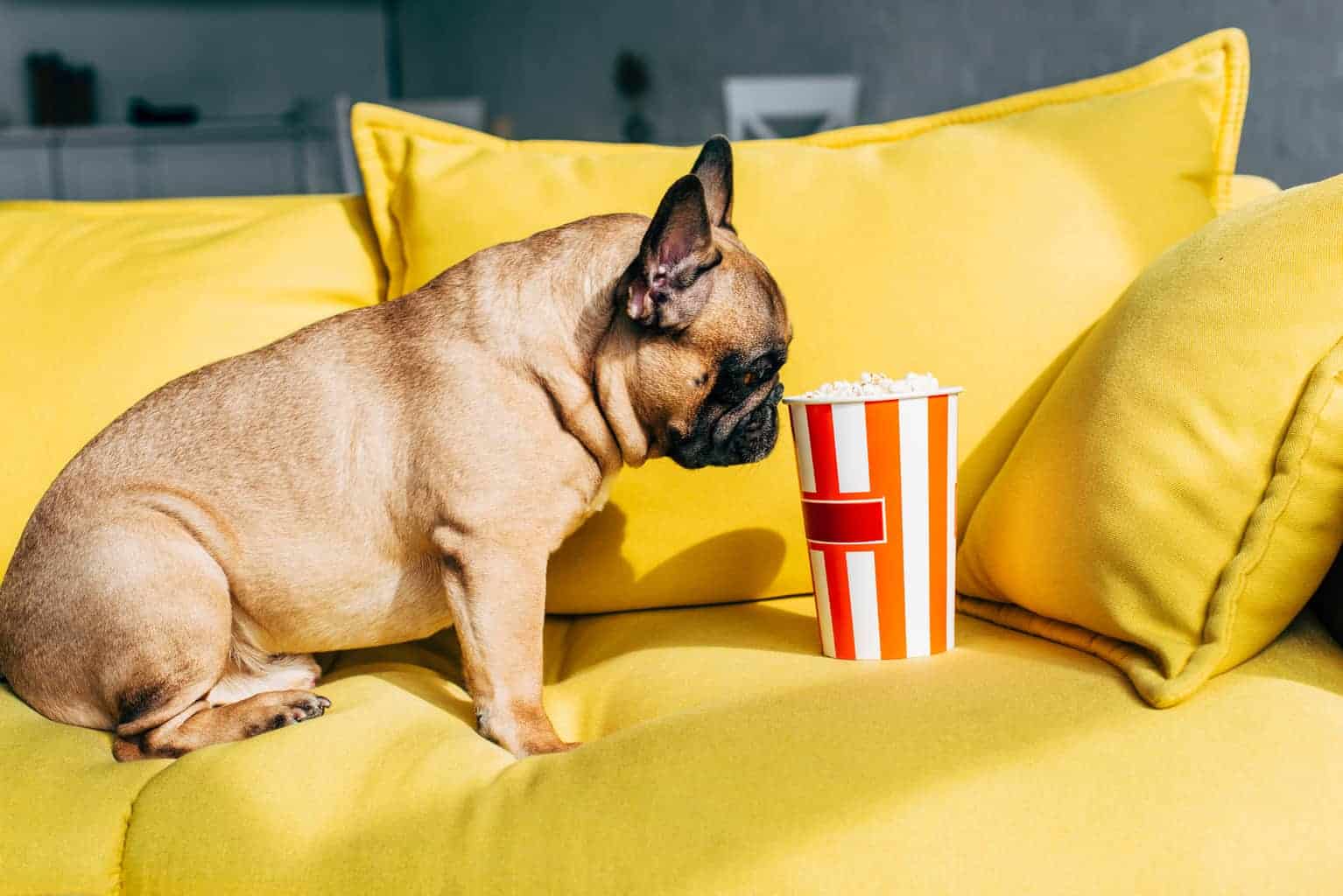 Can Dogs Eat Popcorn? 3 Major Possible Risks Revealed Here!