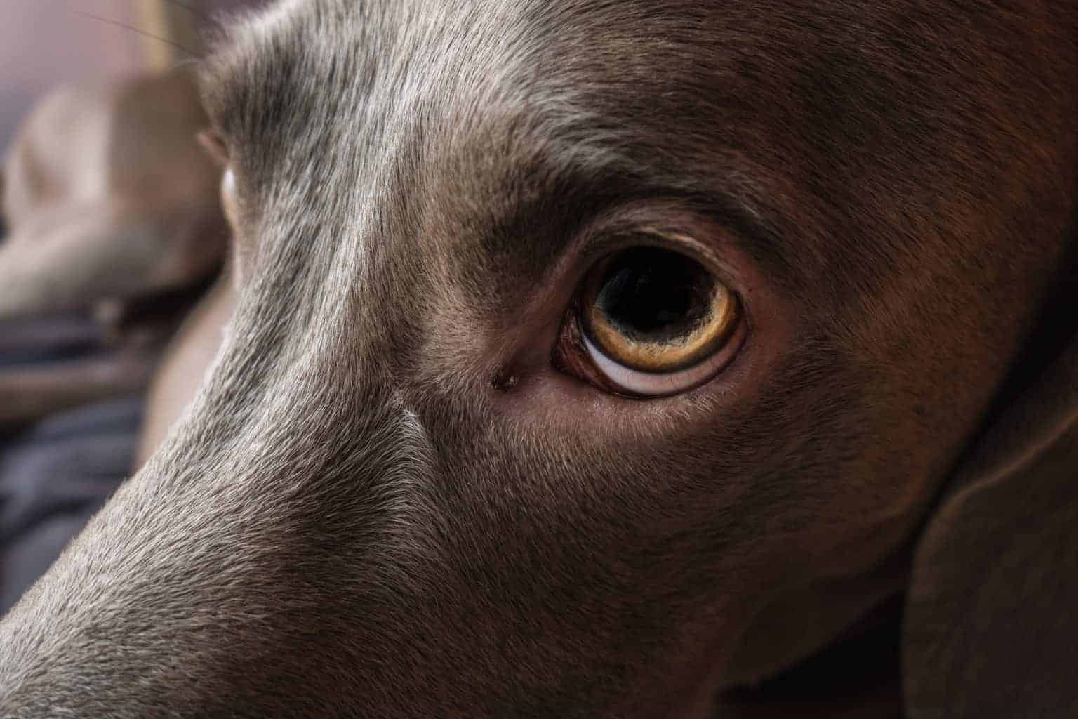 Can Dogs Be Autistic? The 6 Best Tell-Tale Signs Revealed!