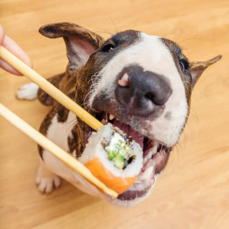 Can Dogs Eat Rice? Is It Safe? 3 Best DIY Recipes Included!