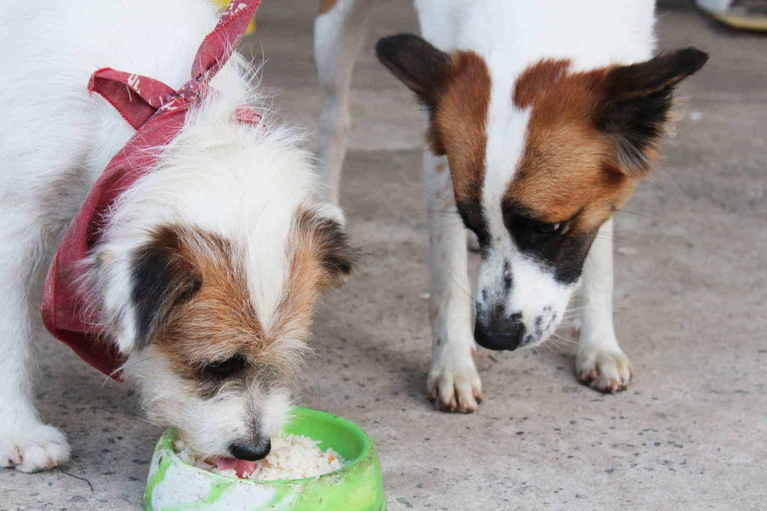 Can Dogs Eat Rice? Is It Safe? 3 Best DIY Recipes Included!