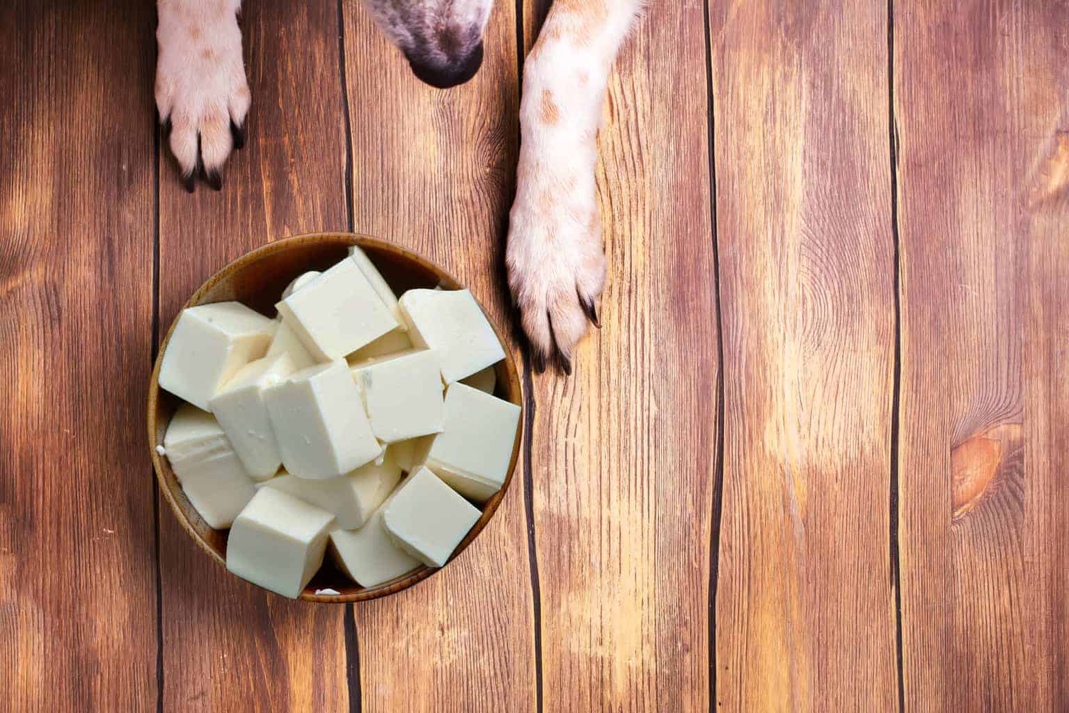 Can Dogs Eat Tofu? Pros & Cons + 3 Best Recipes Included!