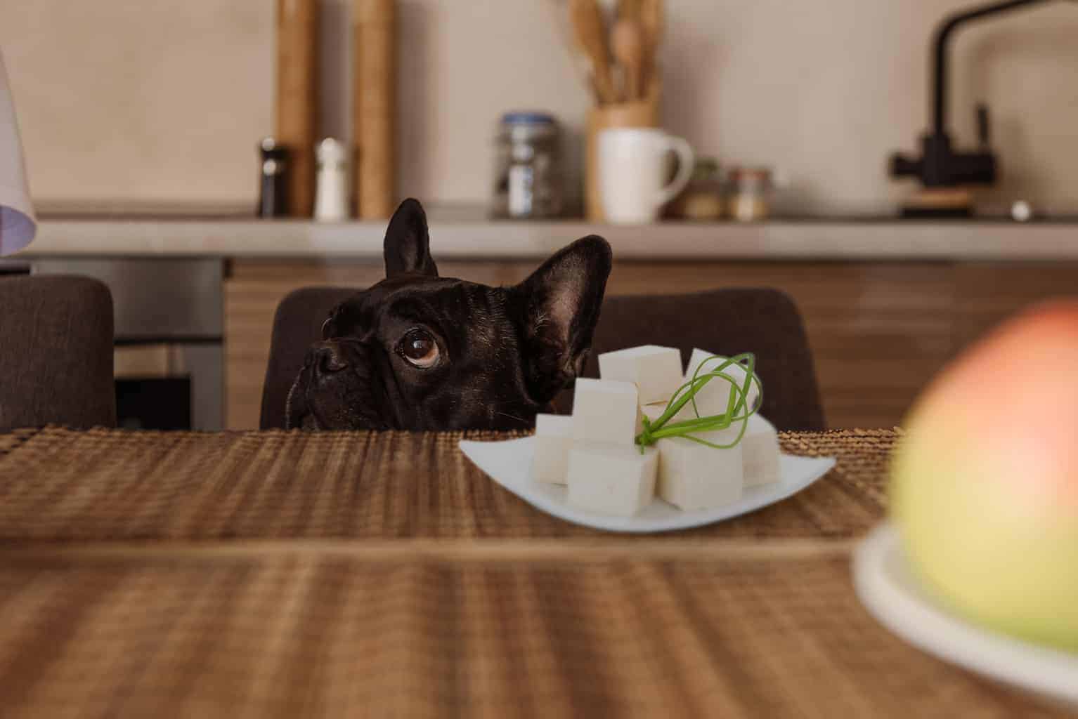Can Dogs Eat Tofu? Pros & Cons + 3 Best Recipes Included!