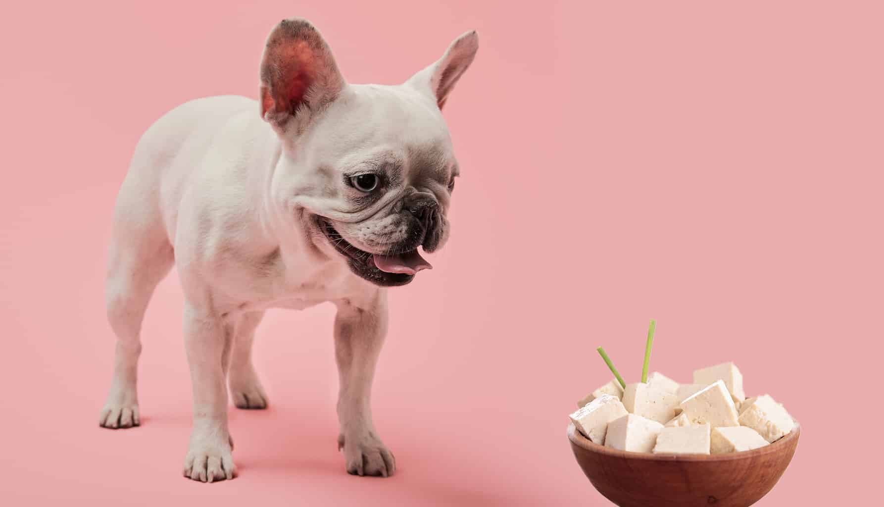 Can Dogs Eat Tofu? Pros & Cons + 3 Best Recipes Included!