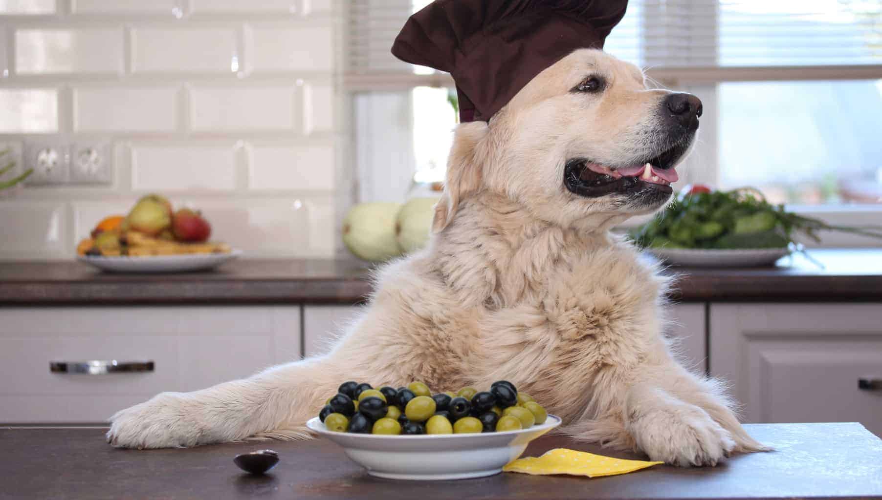 Can Dogs Eat Olives? Pros & Cons + 3 Best Recipes Included!