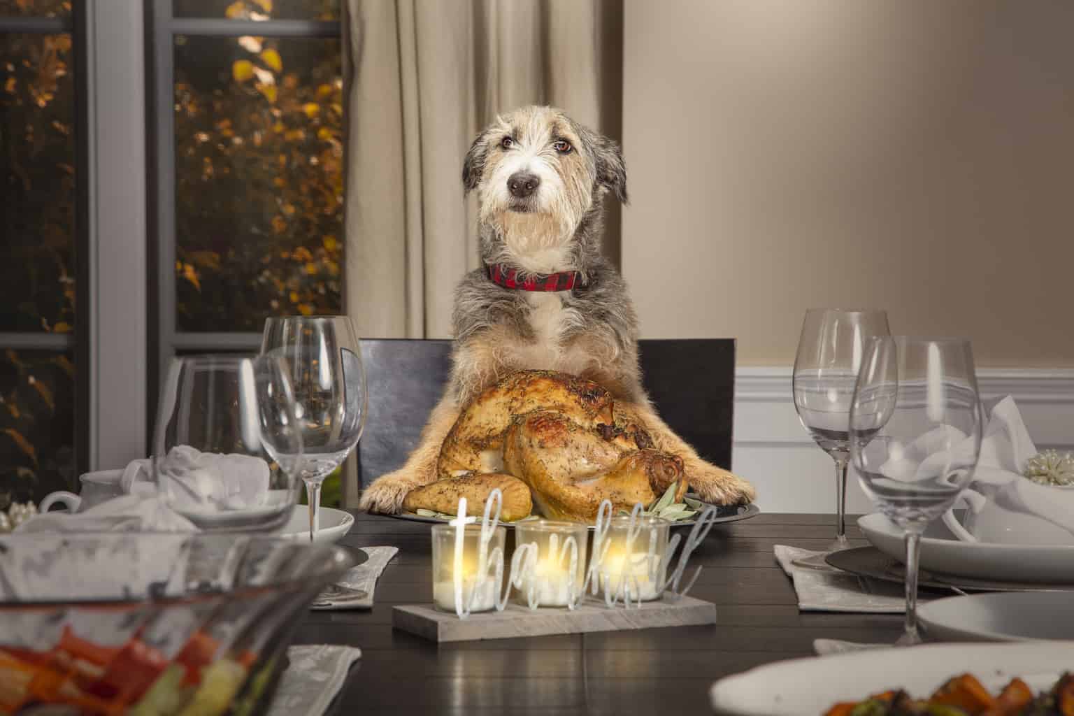 Can Dogs Eat Turkey? Pros, Cons and 5 Best Ways To Give Turkey