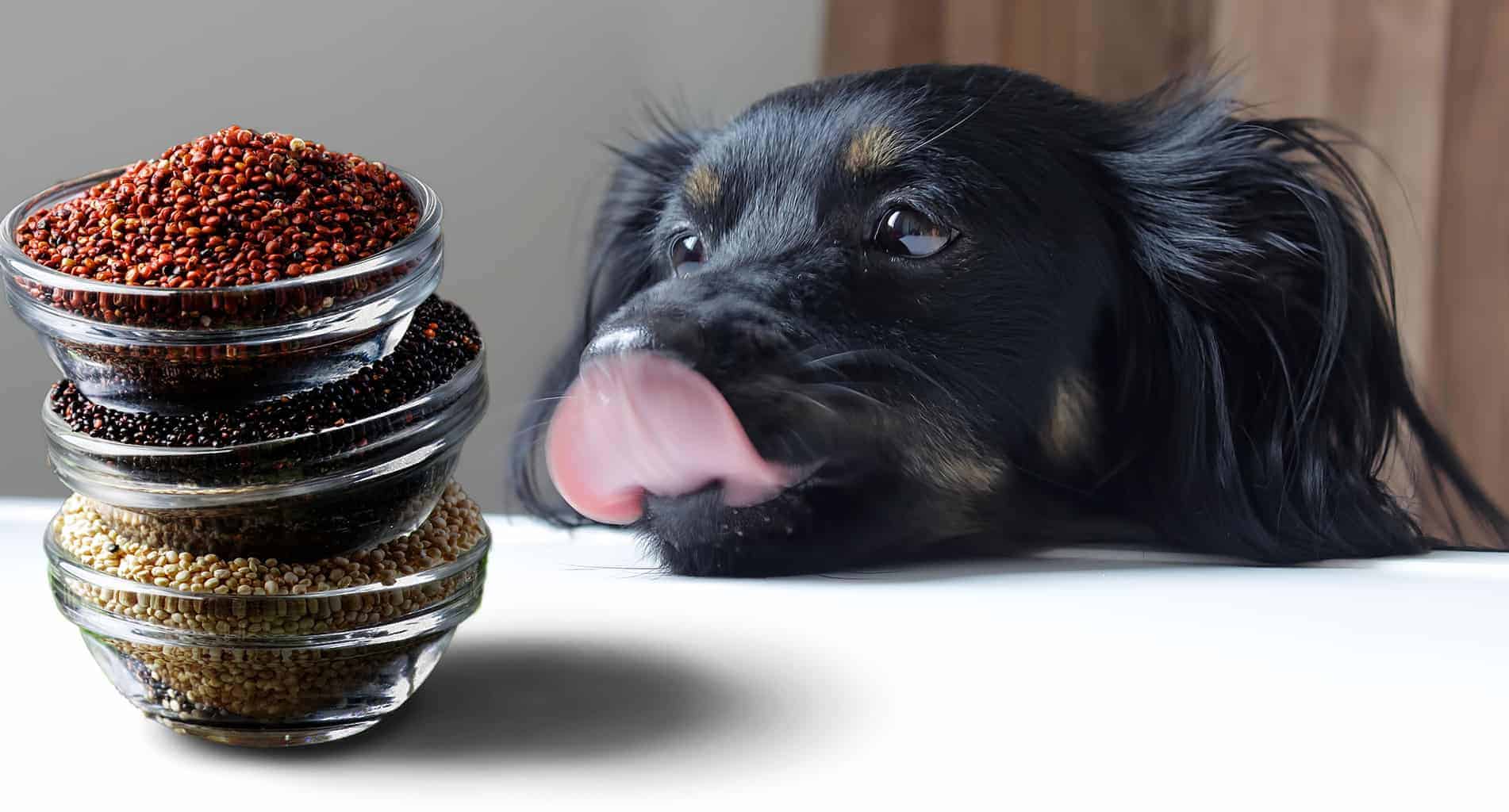 Can Dogs Eat Quinoa? 4 Best Benefits and Things To Consider