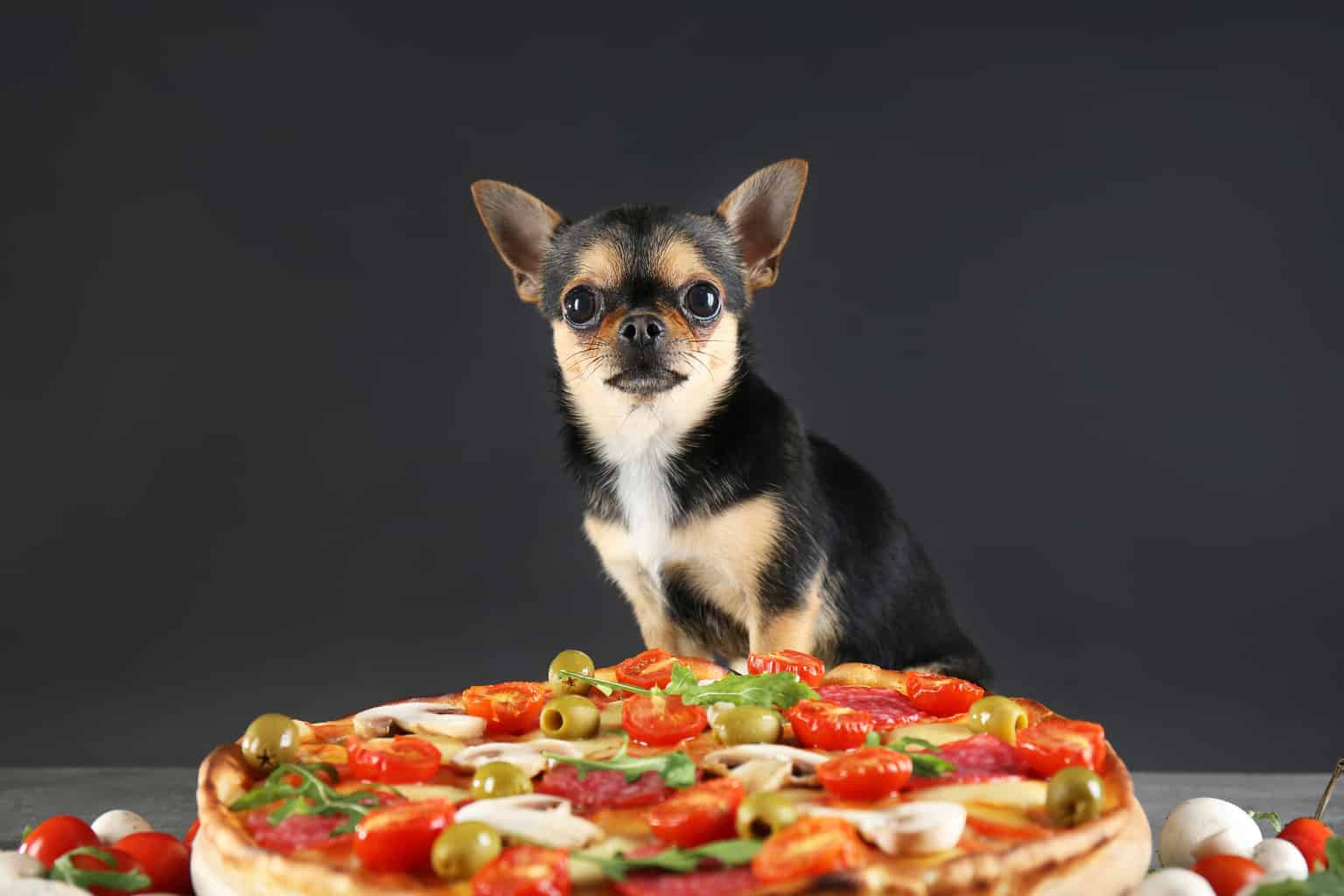 Can Dogs Eat Olives? Pros & Cons + 3 Best Recipes Included!