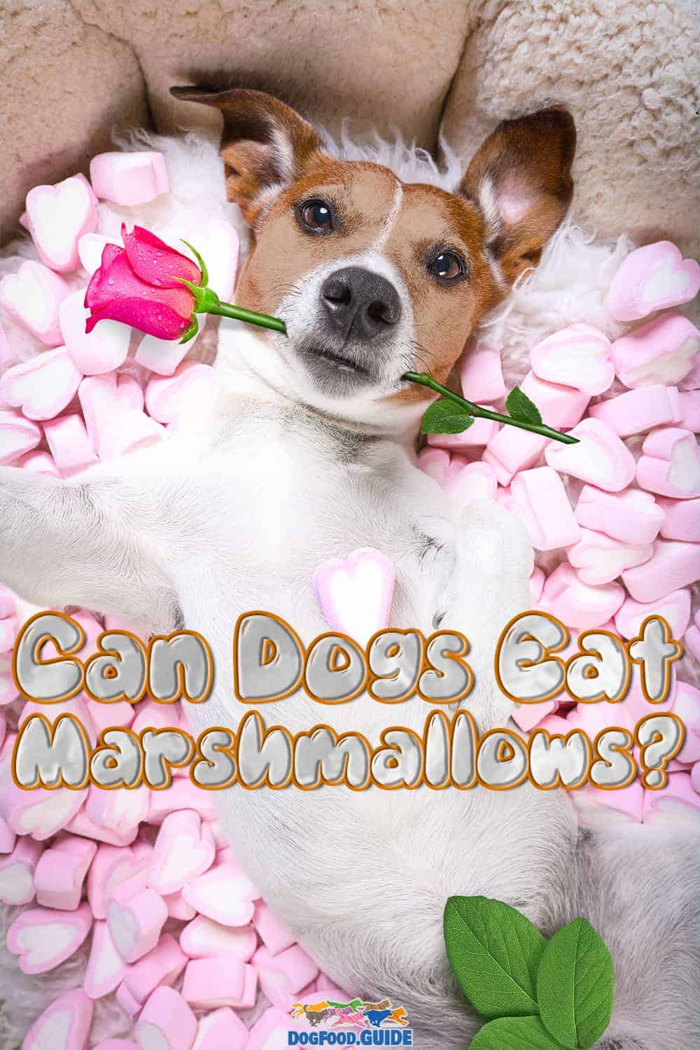 Can Dogs Eat Marshmallows 6 Good Reasons To Avoid It 