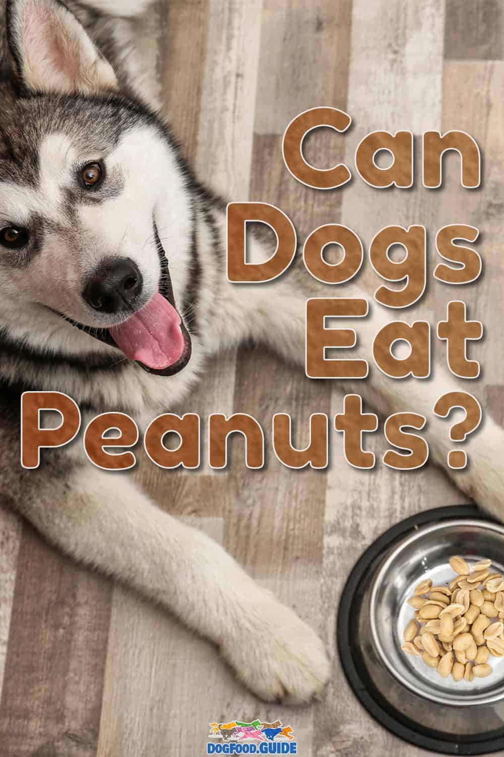 Can Dogs Eat Peanuts 6 Dreadful Health Hazards Revealed 