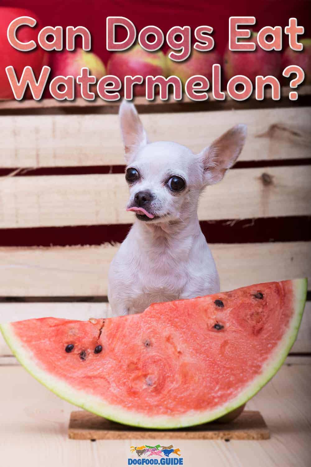 Can Dogs Eat Watermelon? 3 Best Tips On How To Serve It