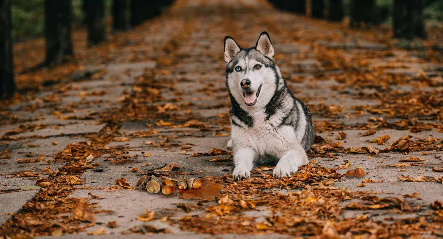 Can Dogs Eat Acorns? 12 Best Signs & Symptoms of Poisoning Revealed!