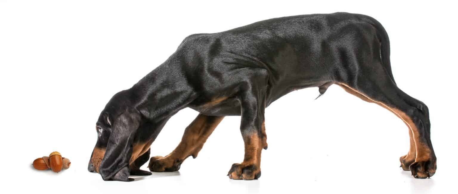 Can Dogs Eat Acorns? 12 Best Signs & Symptoms of Poisoning Revealed!