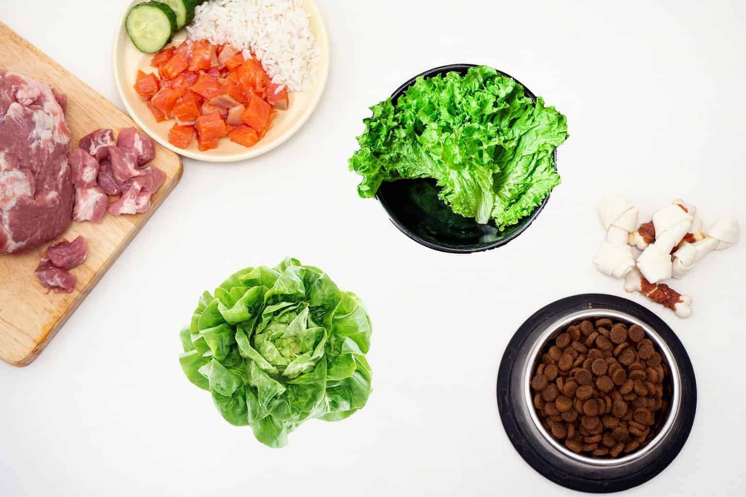 Can Dogs Eat Lettuce? 3 Amazing Benefits From Eating Lettuce Revealed!
