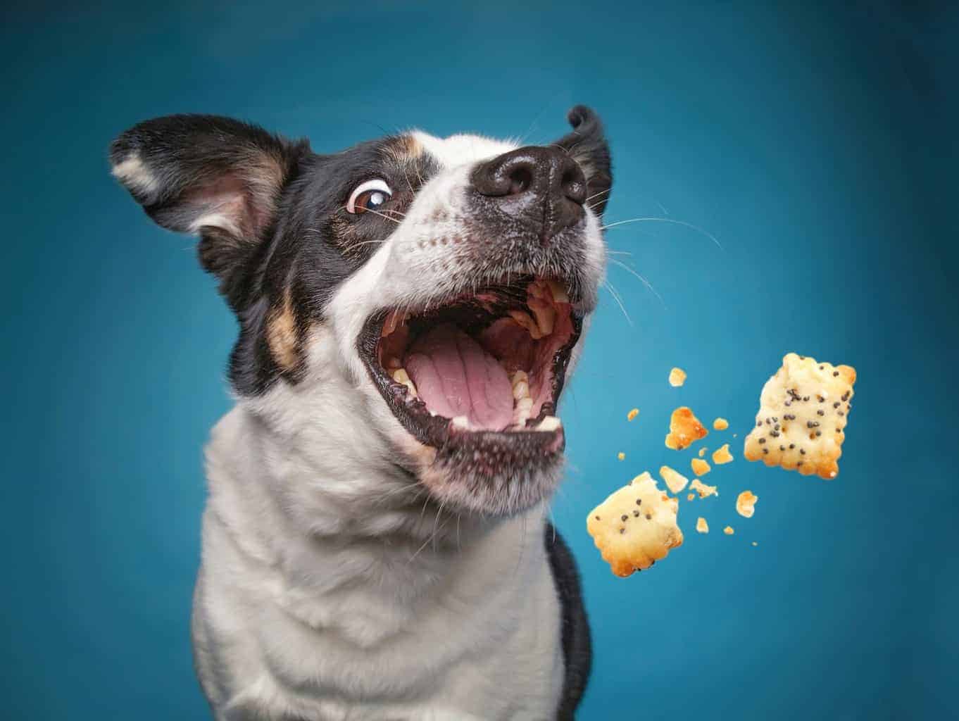 Can Dogs Eat Crackers? 6 Warning Signs of Sodium Toxicity Revealed