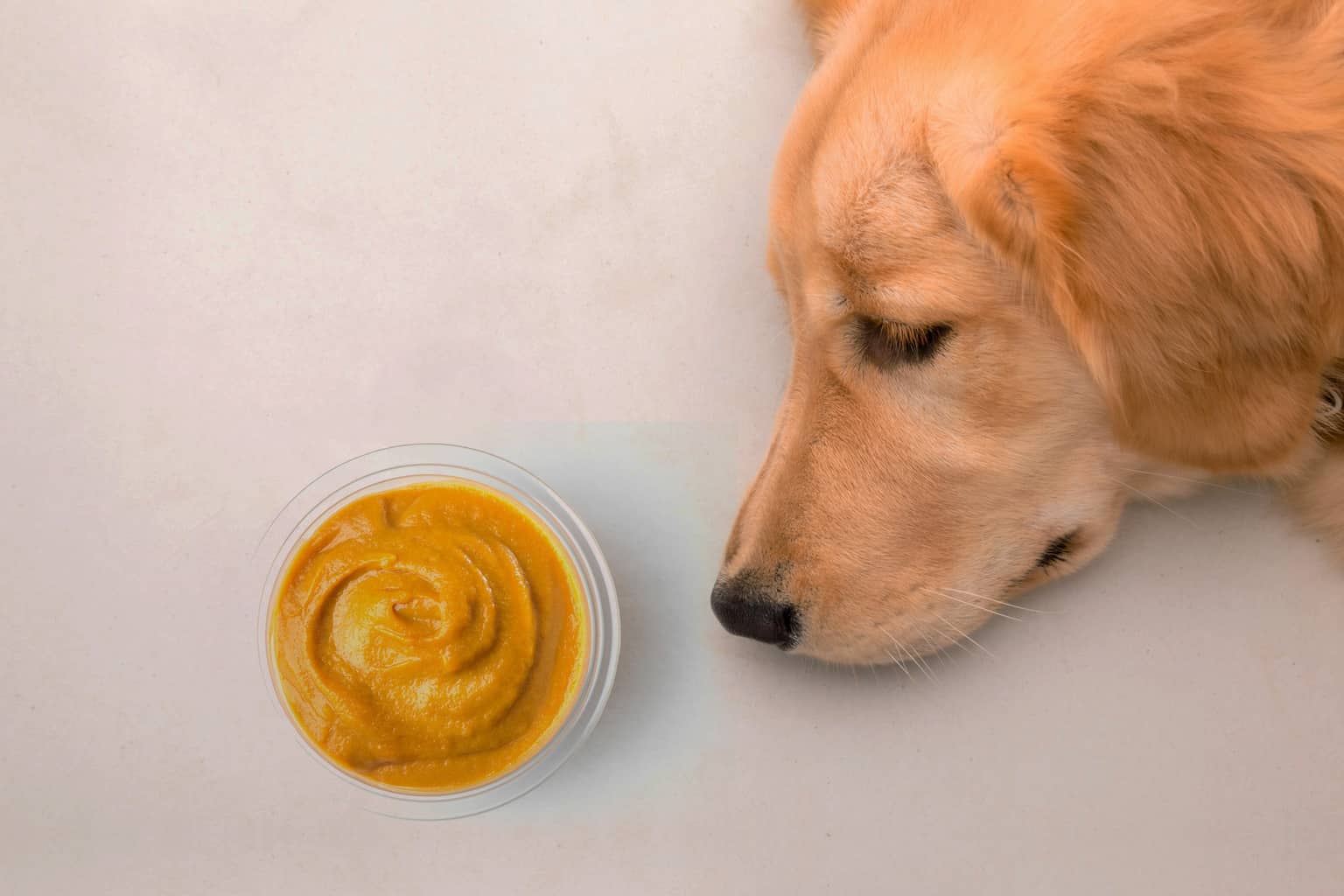 Can Dogs Eat Mustard? 4 Shocking Reasons to Avoid Giving It