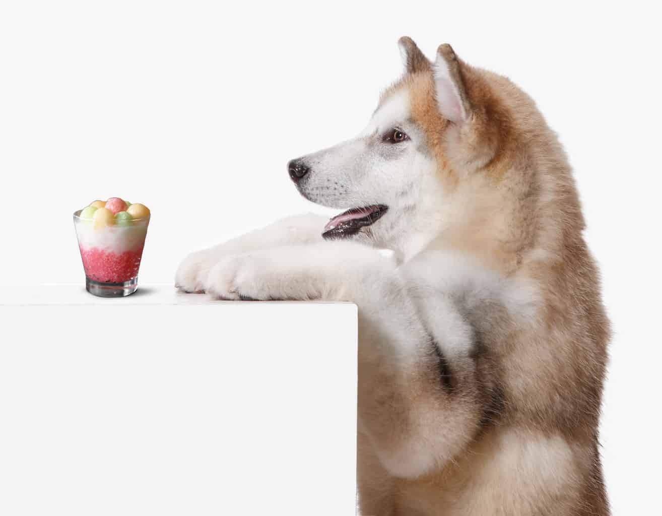 Can Dogs Eat Tapioca? 2 Shocking Health Hazards Revealed!