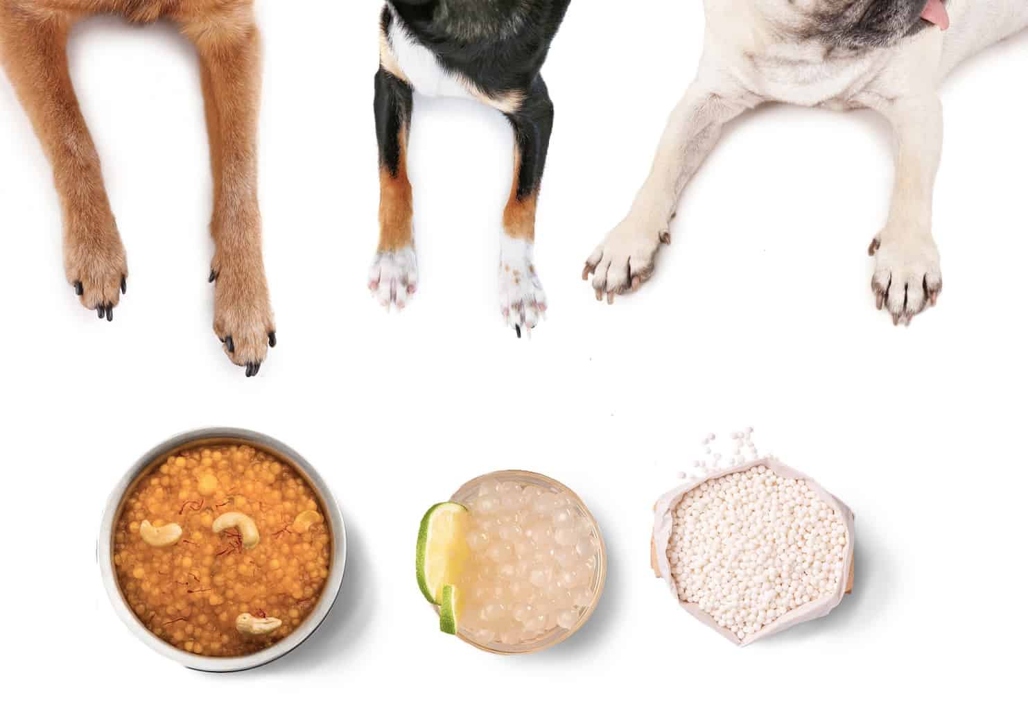 Can Dogs Eat Tapioca? 2 Shocking Health Hazards Revealed!
