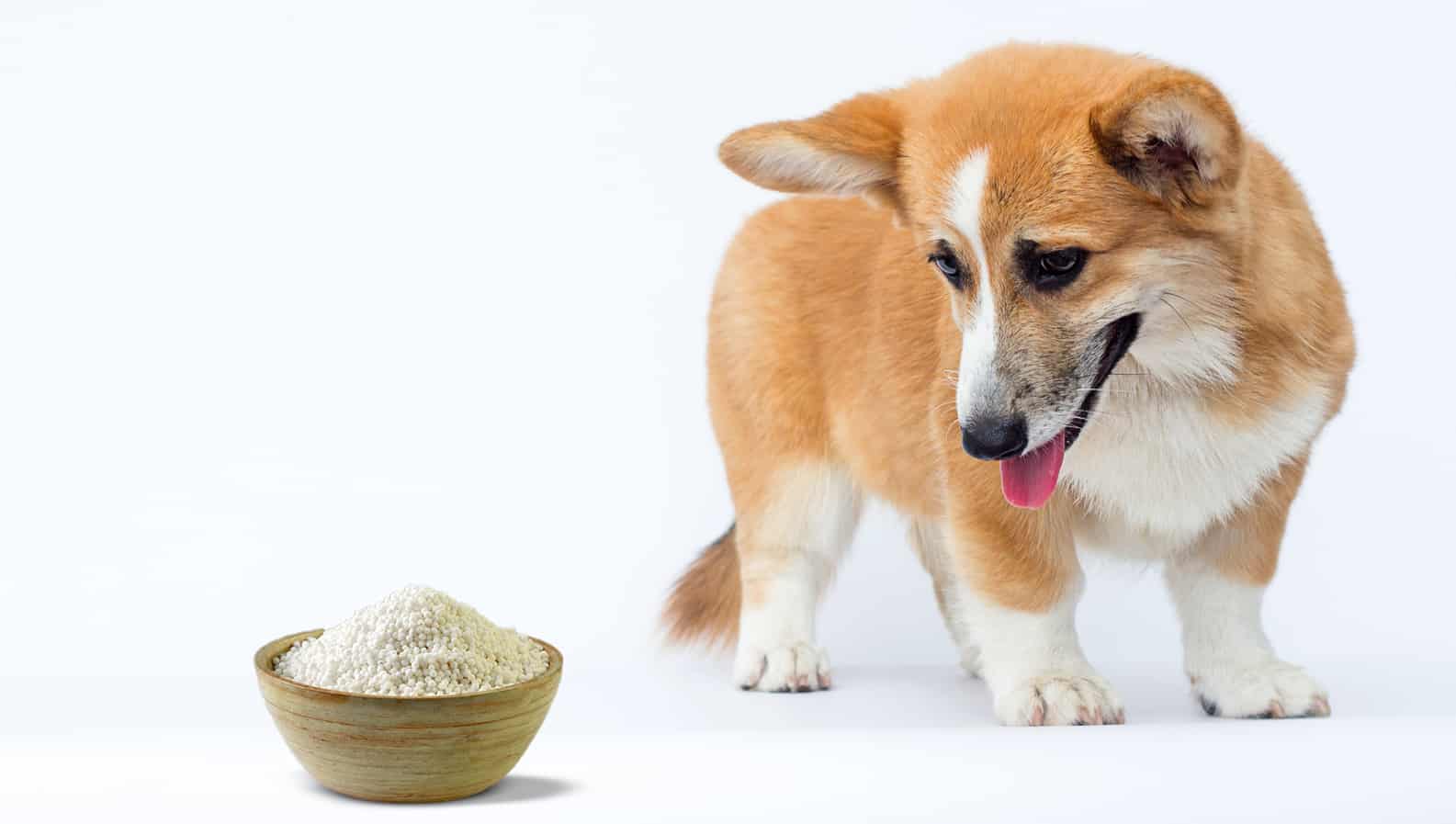 Can Dogs Eat Tapioca? 2 Shocking Health Hazards Revealed!
