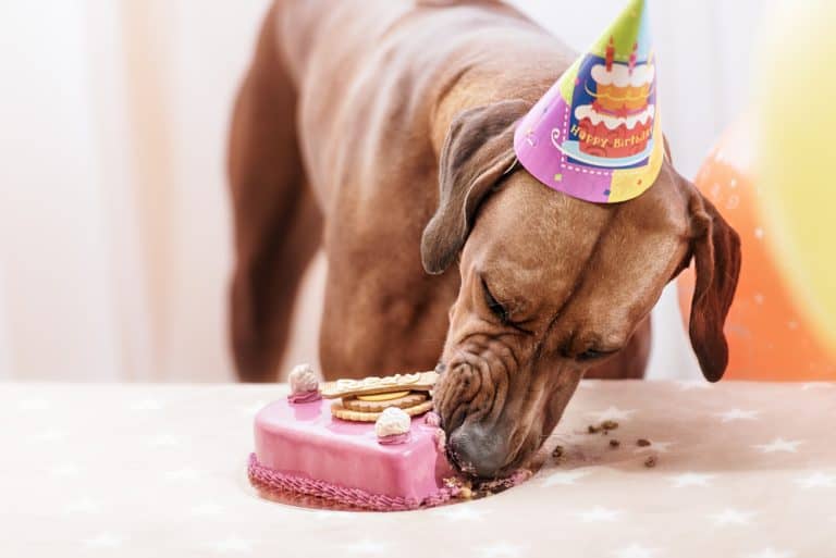 Can Dogs Eat Cake? 6 Shocking Effects of Cakes to Dogs!