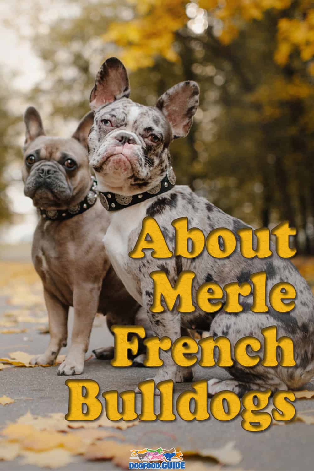 Merle French Bulldog: 7 Amazing Must-Know Facts Revealed!