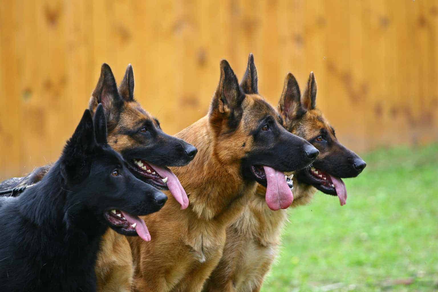 11 Amazing Colors and Types of German Shepherd Coats Unveiled