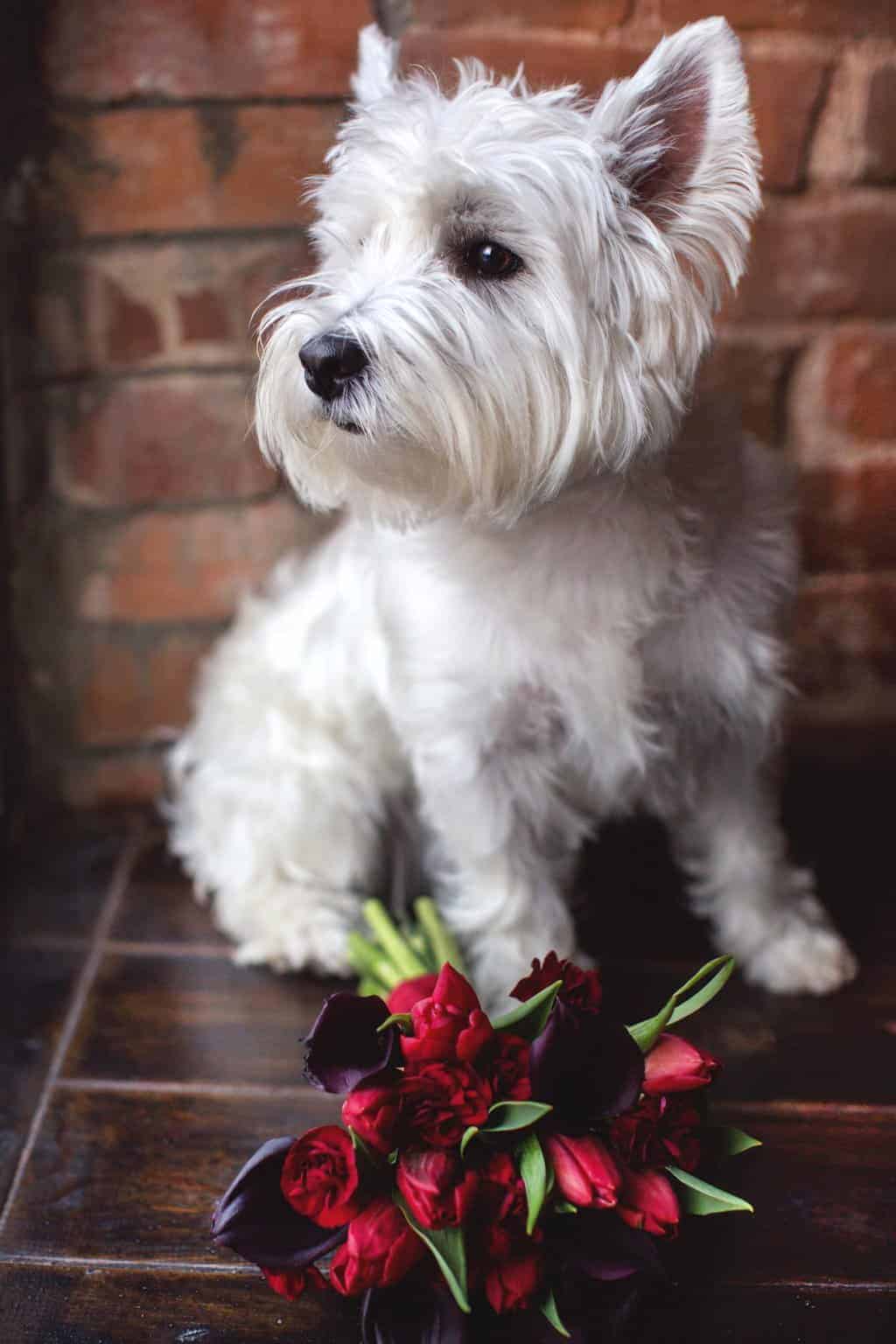 Yorkshire Terrier White: 4 Amazing Yorkie Genetics Revealed