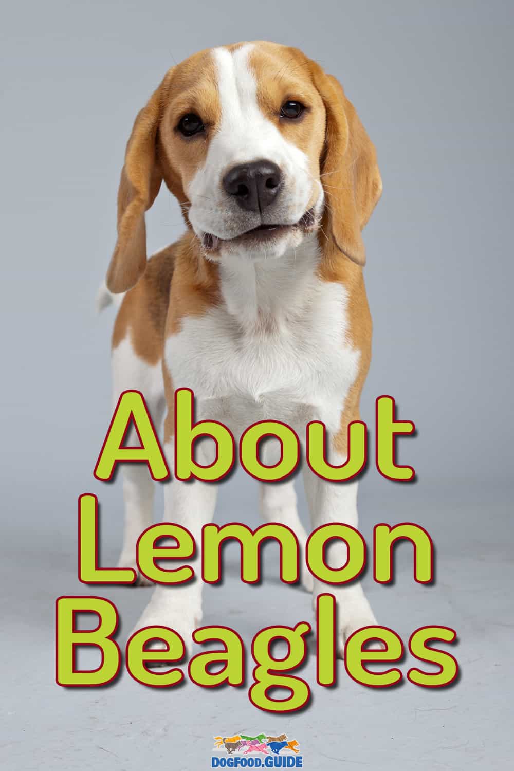 The Lemon Beagle: 6 Amazing Facts About the Lemon-Colored Dog