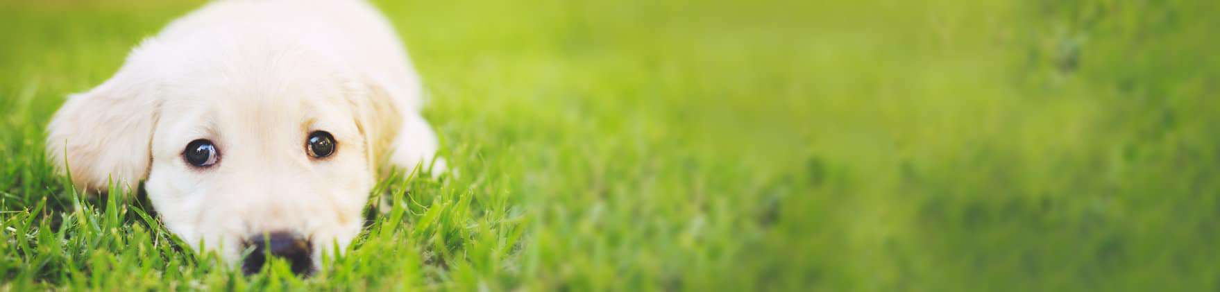 Mini Golden Retriever: 4 Most Common Questions Fully Answered