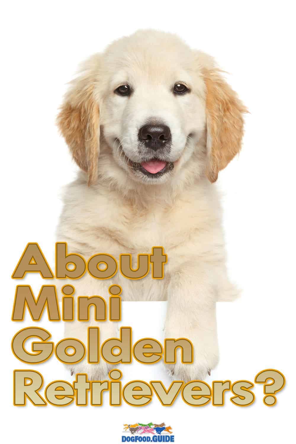 Mini Golden Retriever: 4 Most Common Questions Fully Answered