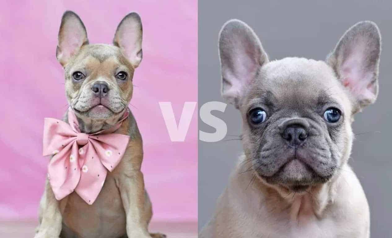 Isabella French Bulldog & 6 Amazing Facts About This Cutesie